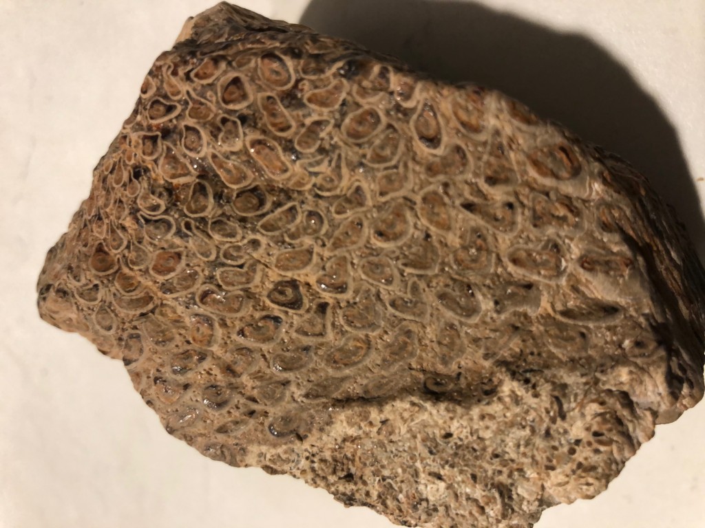 Fossil Tree Fern "Osmundacaulis pruchnikki" – Lune River Tasmania ...