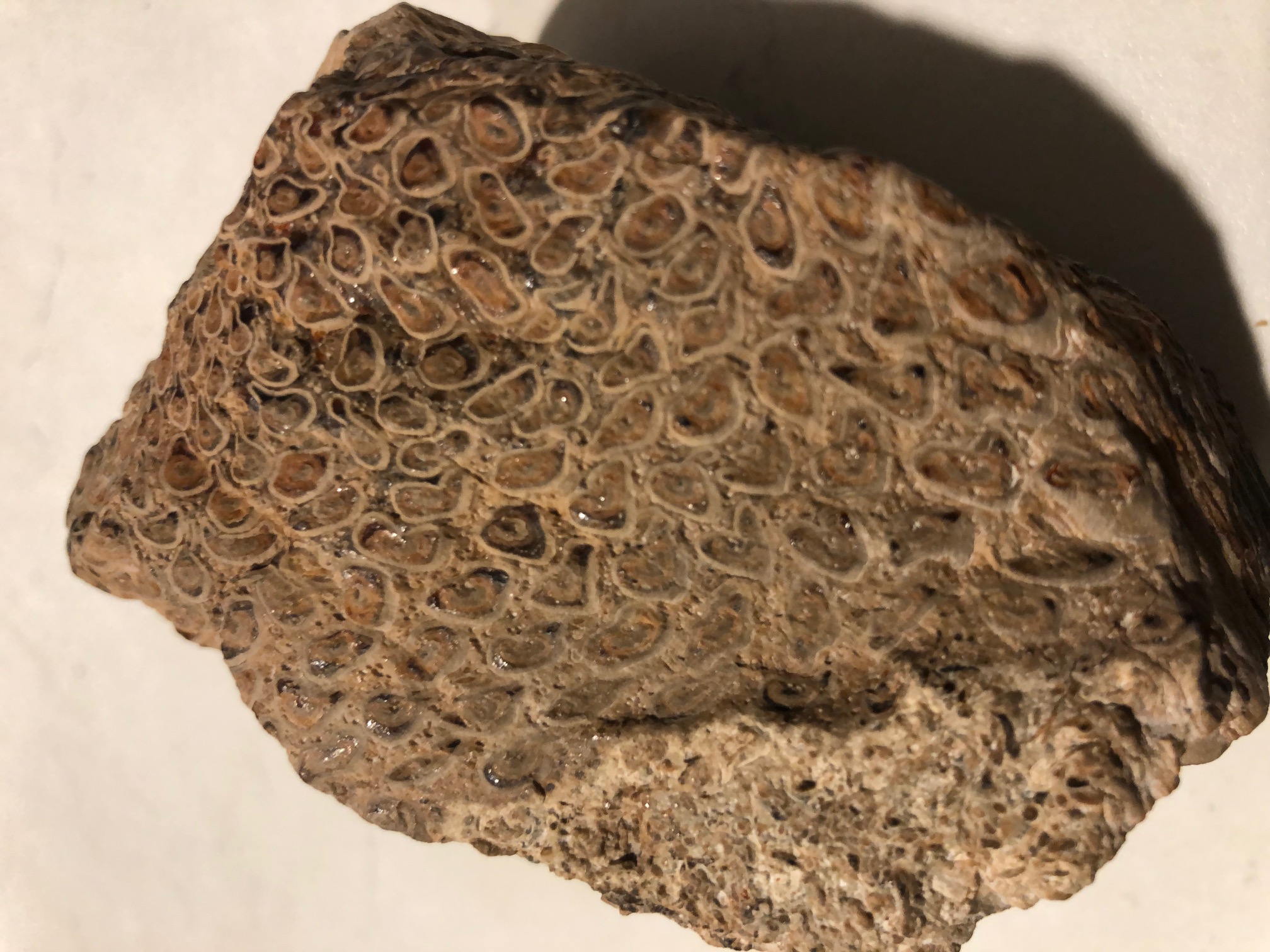 Fossil Tree Fern "Osmundacaulis pruchnikki" – Lune River Tasmania ...